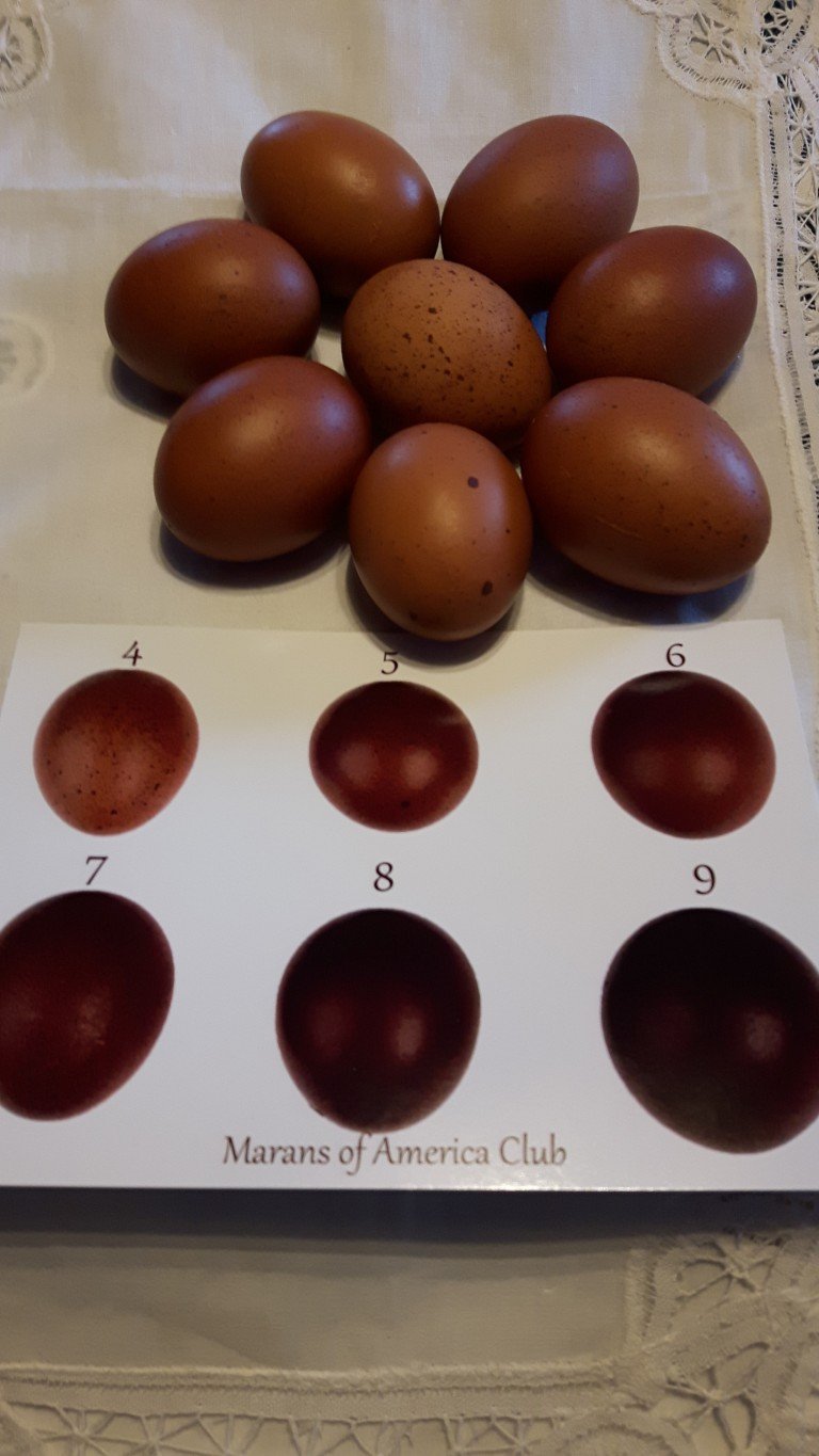 Marans | Wild Acres