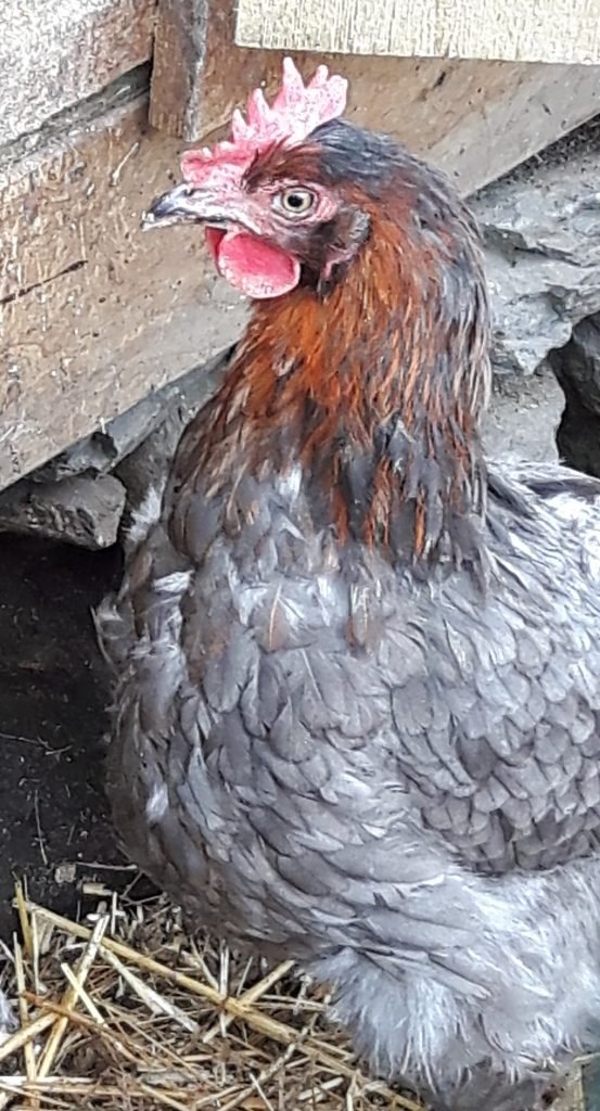 Marans | Wild Acres