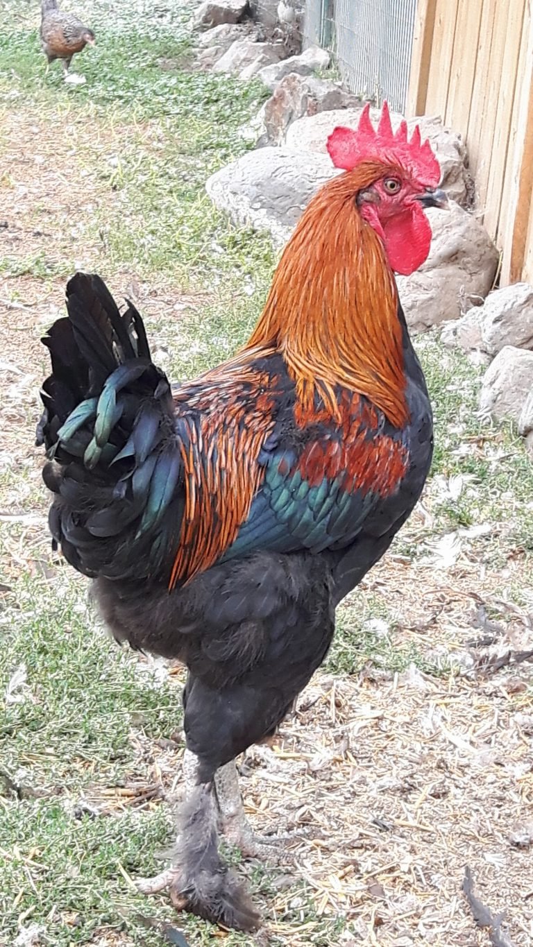 Marans | Wild Acres
