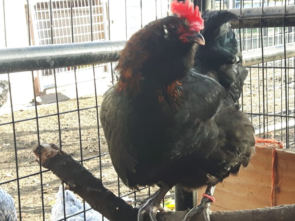 Olive Egger | Wild Acres