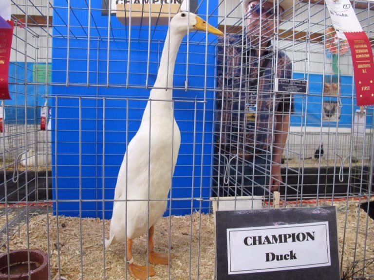 Indian Runner Ducks | Wild Acres