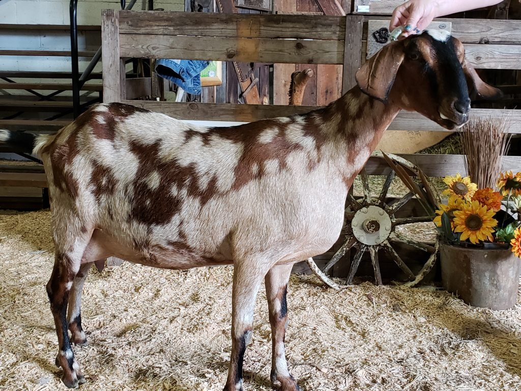 Nubian Goats | Wild Acres