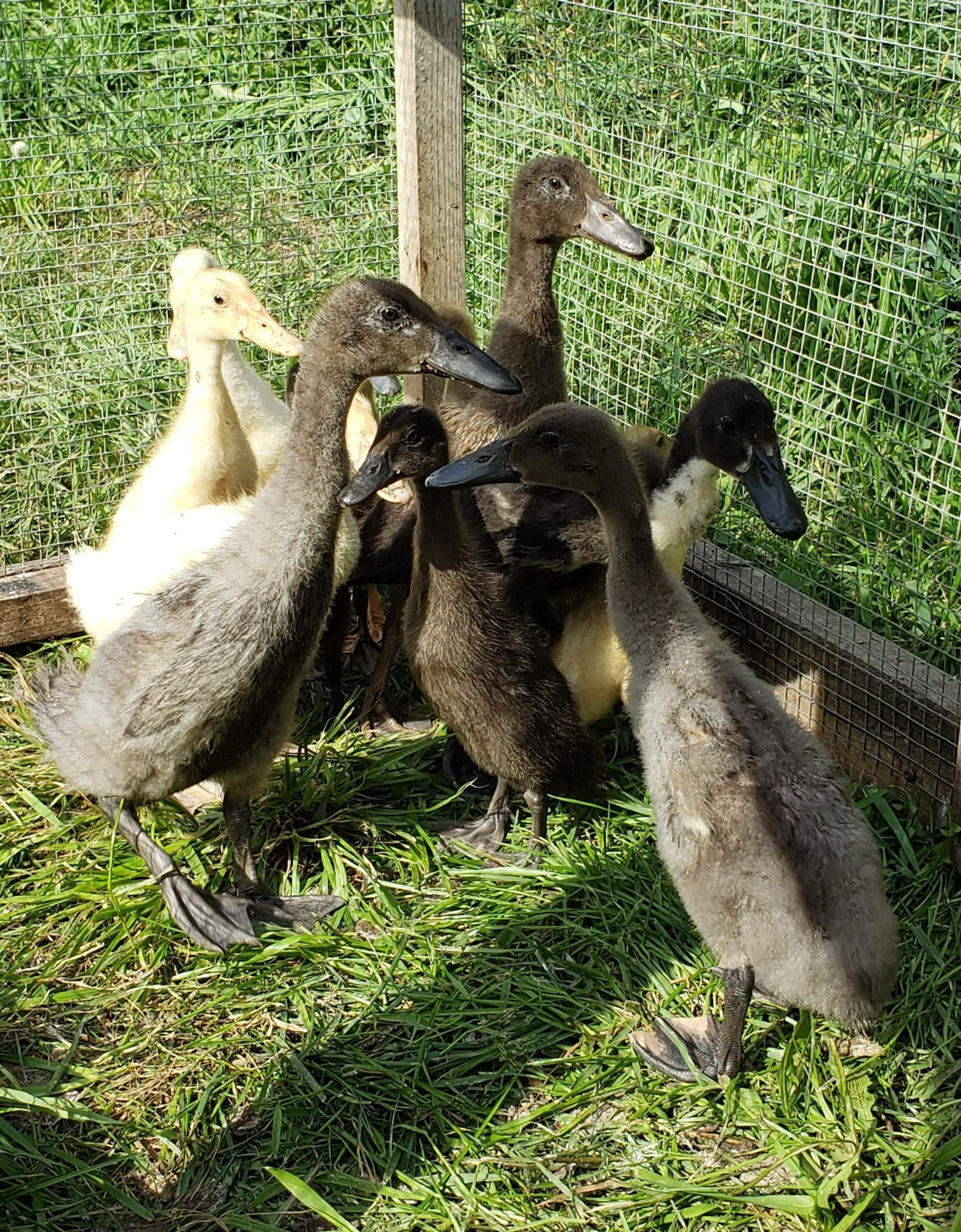 Indian Runner Ducks | Wild Acres