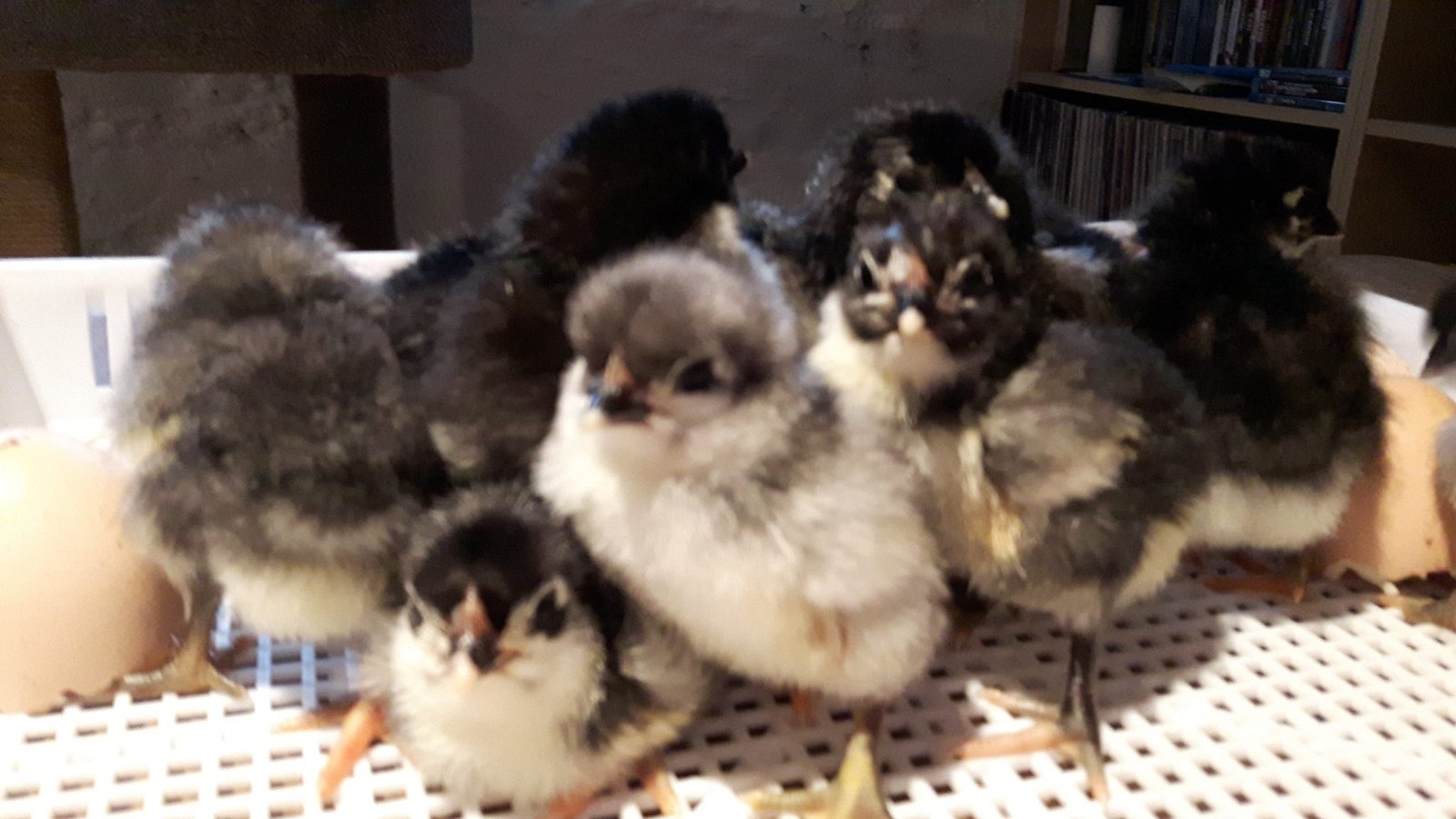 Wild Acres - Is the place to be!