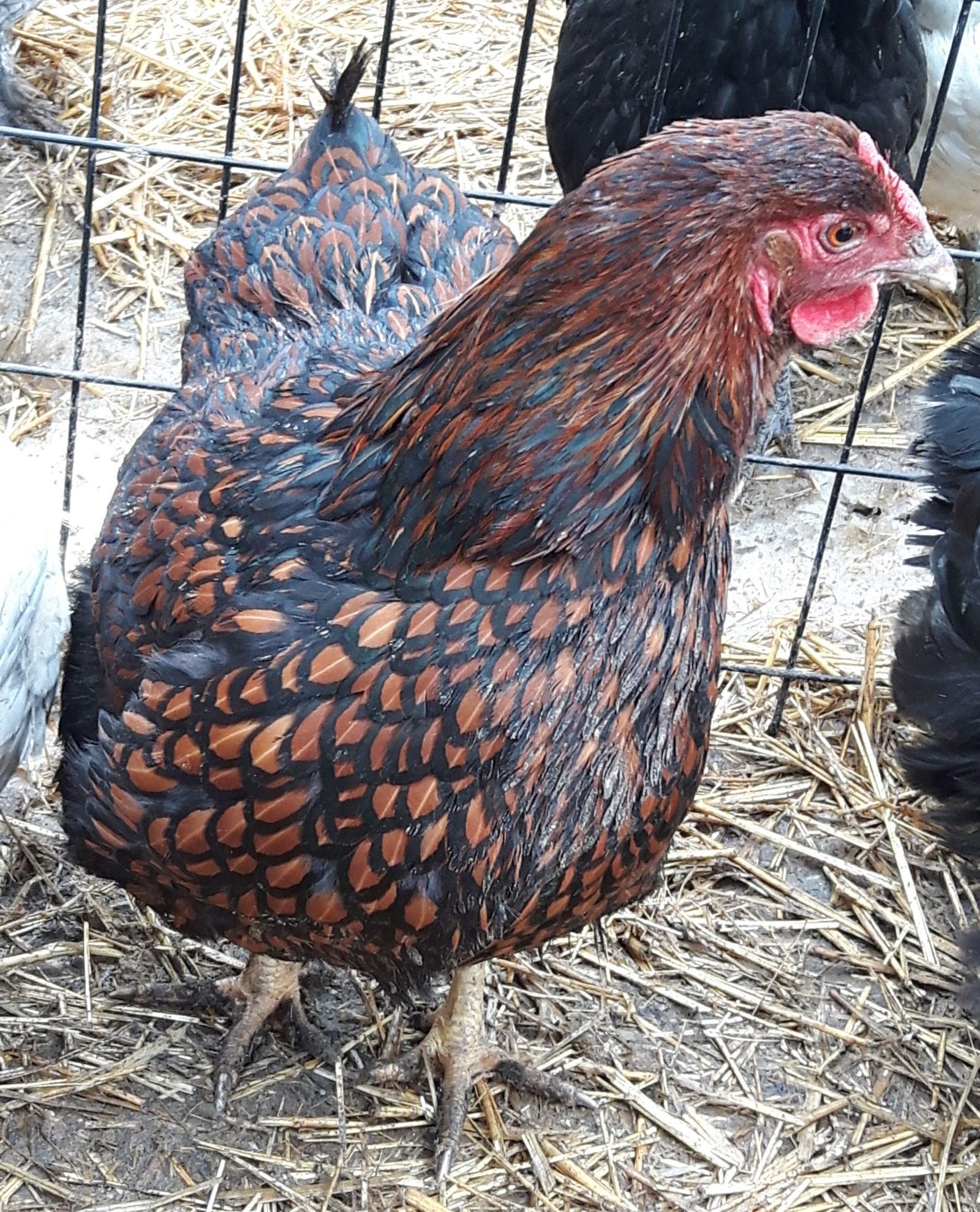 Wild Acres - Is the place to be!