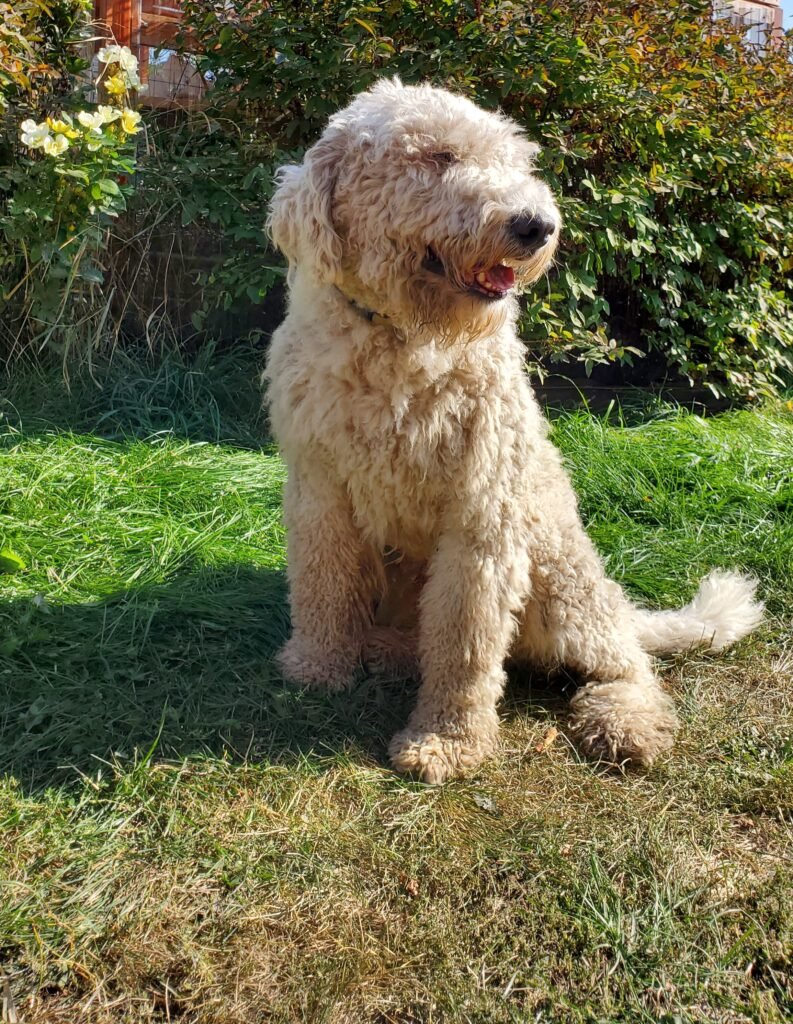 Livestock Guardian Komondors | Wild Acres