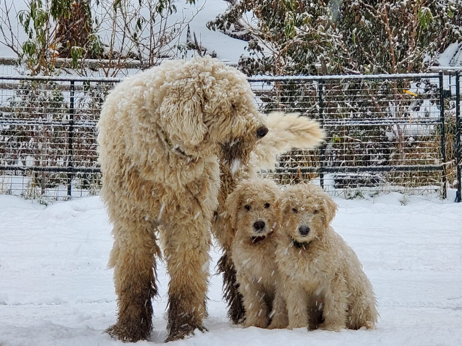 Livestock Guardian Komondors | Wild Acres